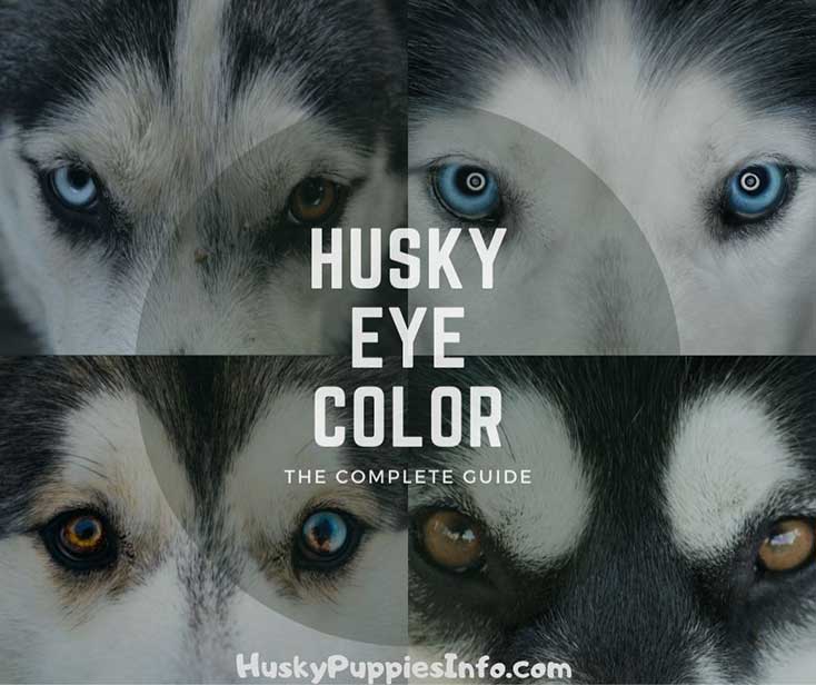 Husky Eye Color Chart | Portal.posgradount.edu.pe Husky Eye Color Chart | Portal.posgradount.edu.pe