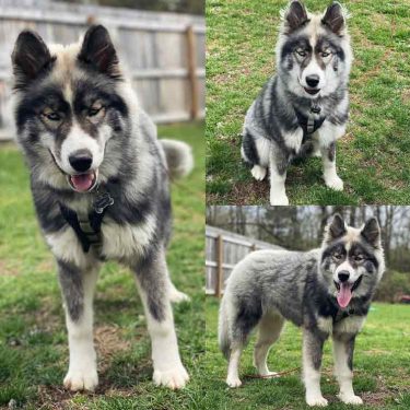 Husky Colors: 8 Colors a Siberian Husky’s Coat Can Be