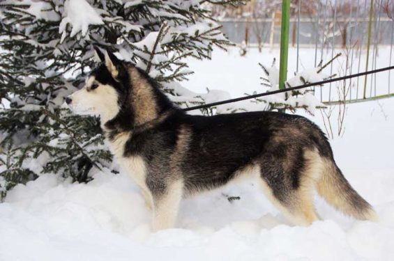 Husky Colors: 8 Colors a Siberian Husky’s Coat Can Be