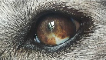 Husky Eye Color: The Complete Guide