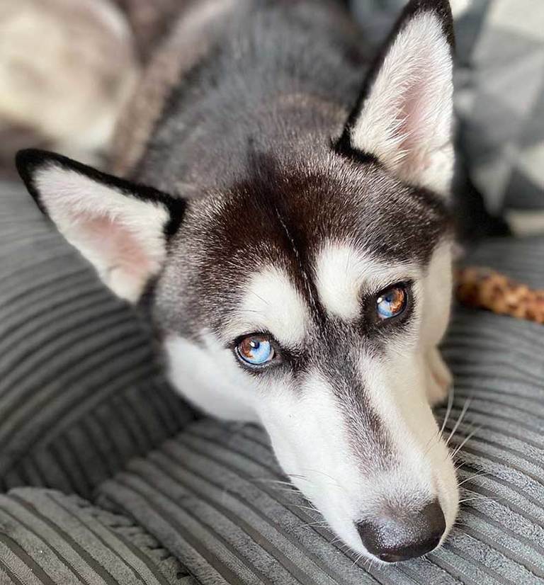 Husky Eye Color: The Complete Guide