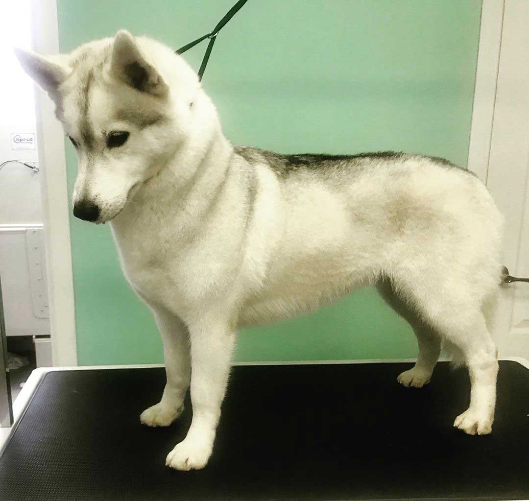 Miniature Siberian Husky (Prices, Breeders & More) Miniature Siberian Husky (Prices, Breeders & More)