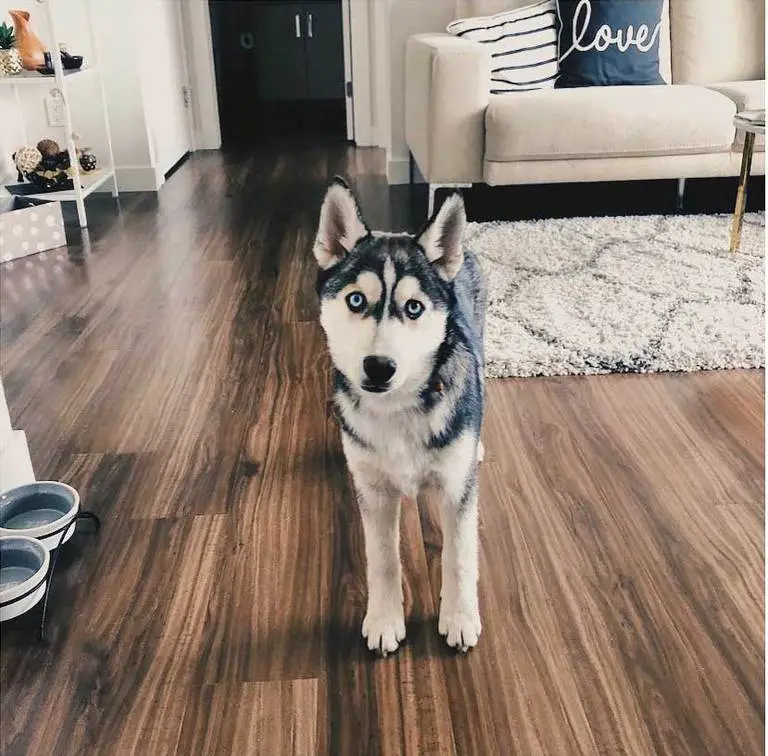 Miniature Siberian Husky (Prices, Breeders & More) Miniature Siberian Husky (Prices, Breeders & More)