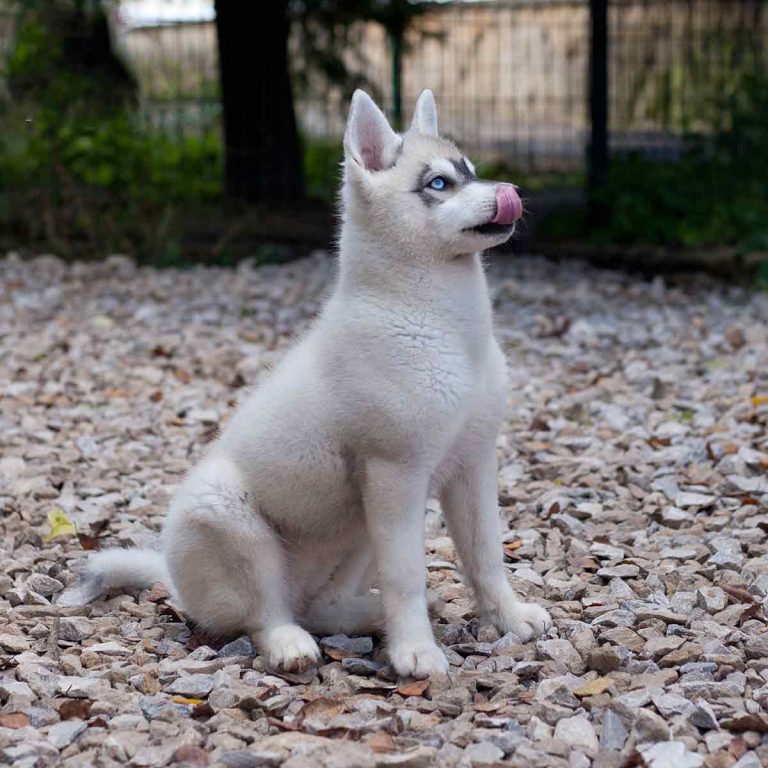 Miniature Siberian Husky (Prices, Breeders & More)
